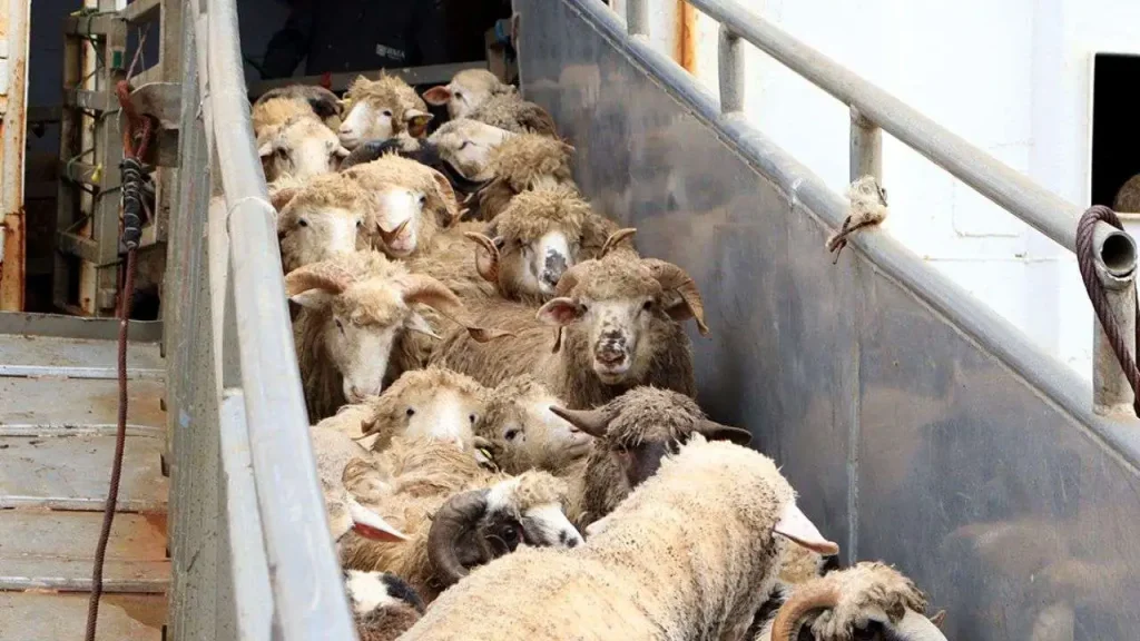 Ramadan 2026 : l’Algérie importe des moutons de Roumanie - Algérie Zoom
